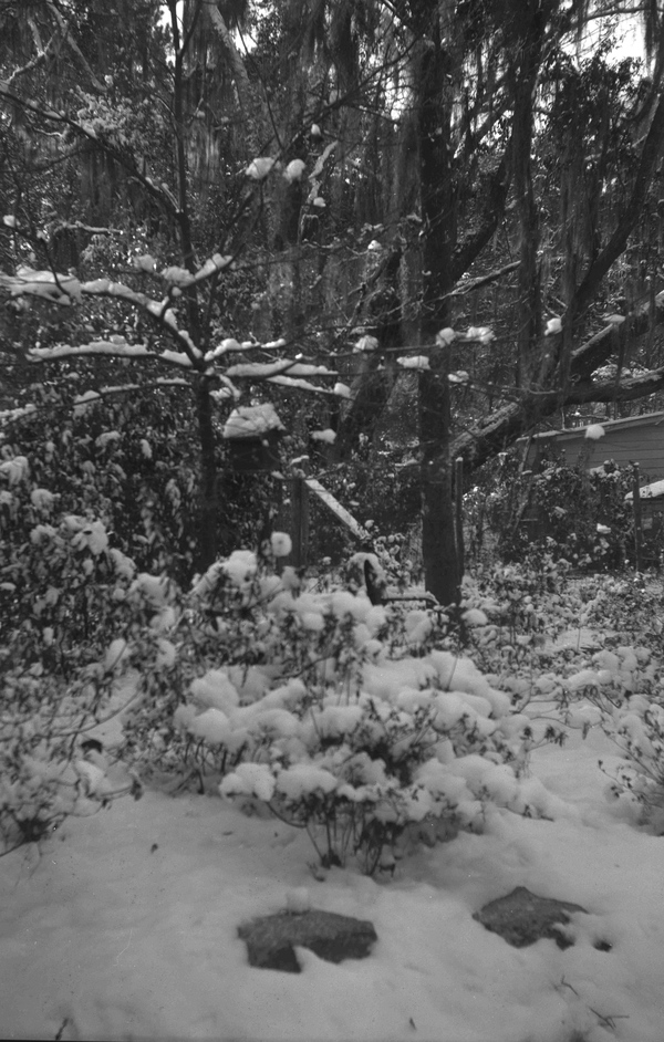 Florida Memory • Shrubs and trees covered with snow in Tallahassee.