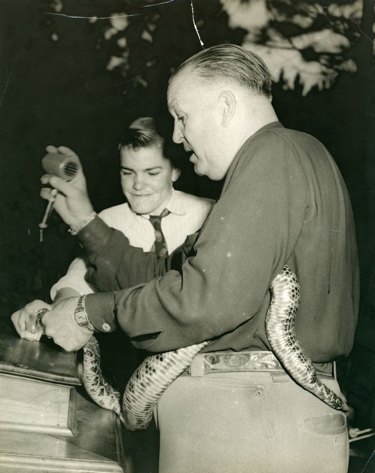 Florida Memory • Rattlesnake being milked during a Ross Allen Reptile ...