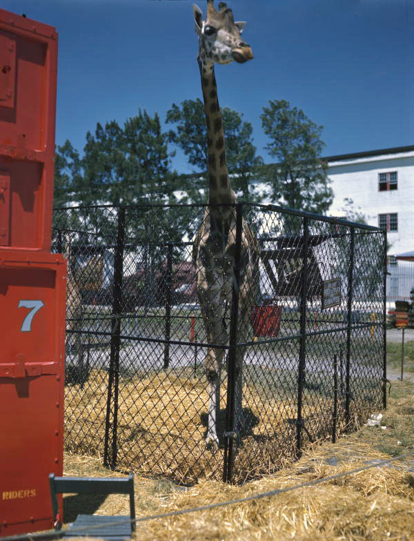 Florida Memory • Giraffe at the Ringling Circus winter quarters in ...