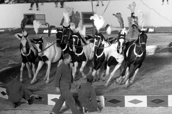 Florida Memory • Horses in a ring during a Ringling Circus show in ...