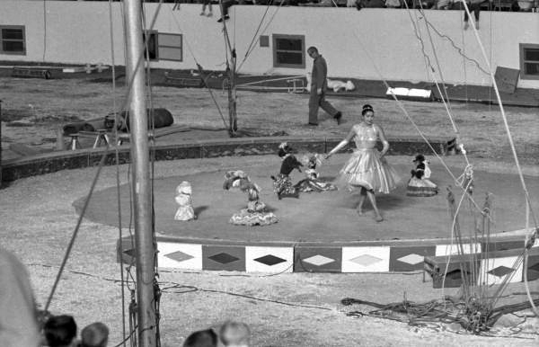 Florida Memory • Dog act in the ring during a Ringling Circus show in ...