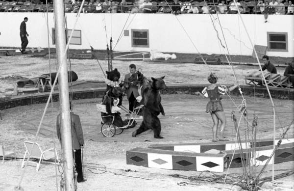 Florida Memory • Bear act in the ring during a Ringling Circus show in ...
