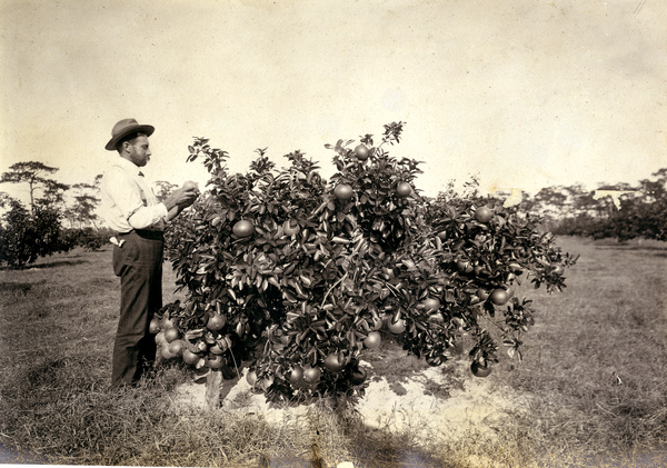 Florida Memory • Man looking at a 4 year old grapefruit tree.