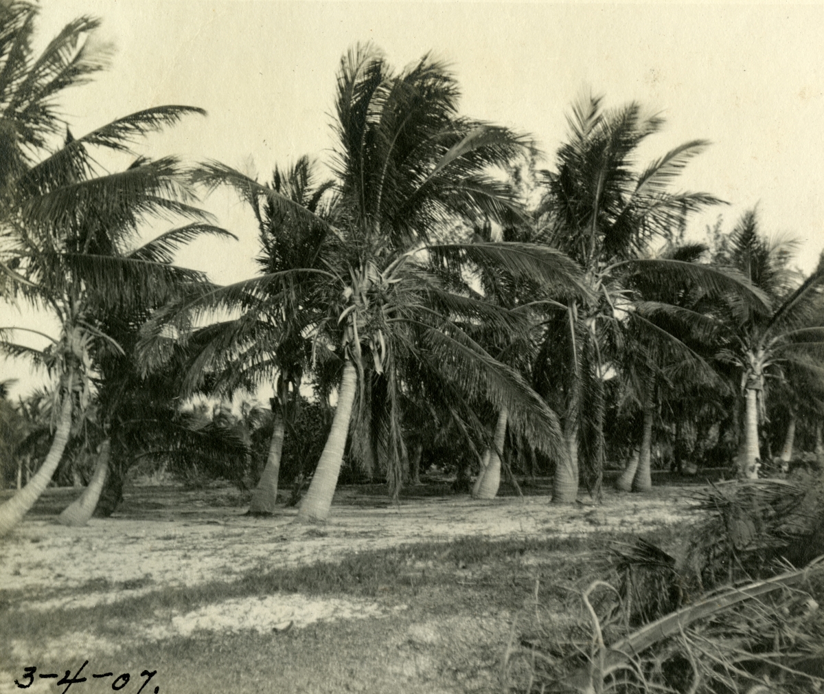 Florida Memory • Palms at Key Biscayne.