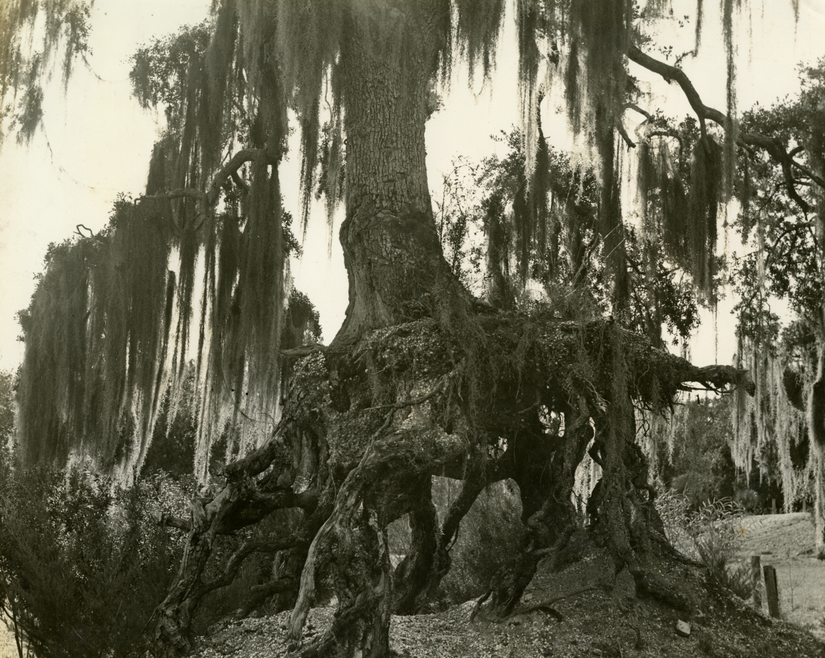 Florida Memory • Live oak (Quercus virginiana) growing on a table of ...