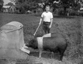 Florida Memory • Young man feeding pigs in Tallahassee.