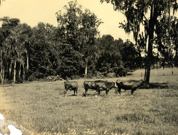Florida Memory • Cattle on a pasture