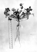 Florida Memory • Southern spotted bur clover