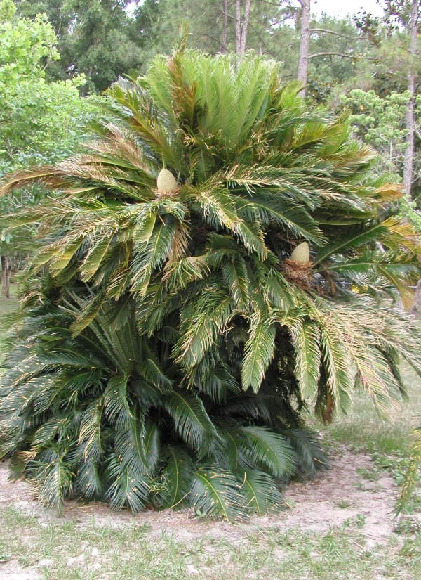 Florida Memory • Large Sago Palm.