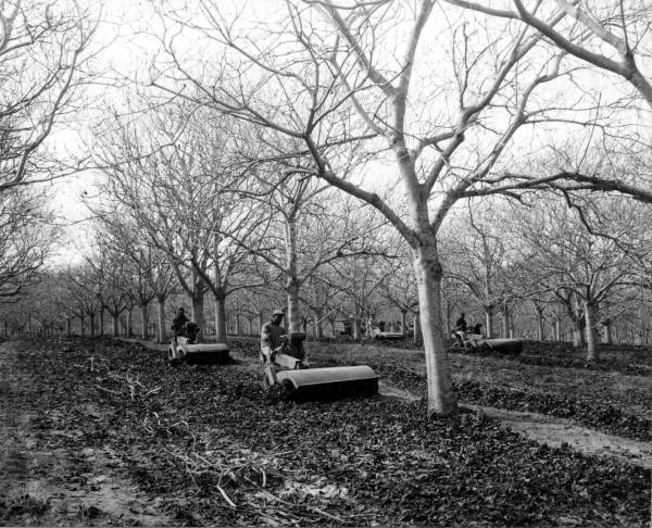 Florida Memory • Machines sweeping tung nuts into mounds for harvesting ...
