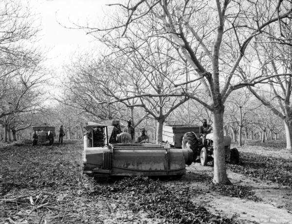 Florida Memory • Machines gathering tung nuts in Capps, Florida.