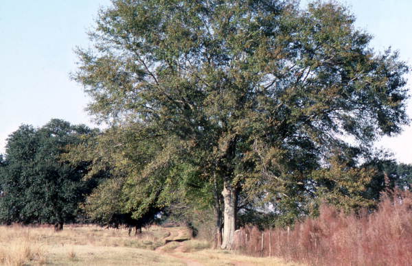 Florida Memory • Trees at Wayne Mixson's farm in Campbellton, Florida.