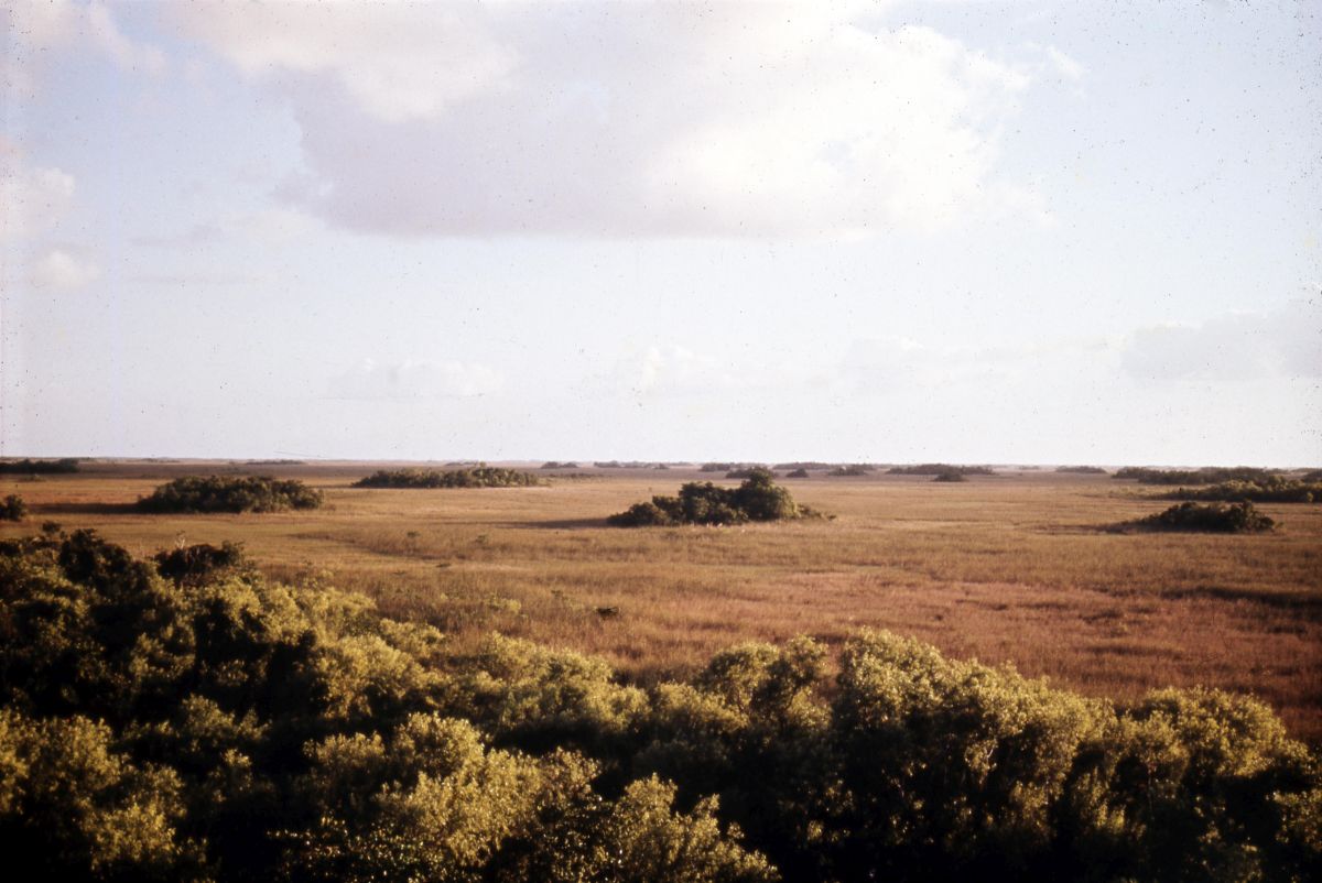 Florida Memory • Scenic view of the Everglades.