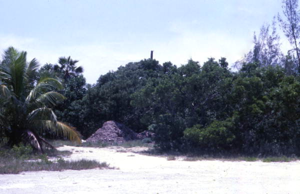Florida Memory • Close-up view showing vegetation at a public beach in ...