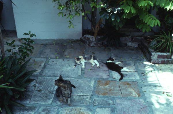 Florida Memory • Cats on the patio at the Ernest Hemingway House and ...