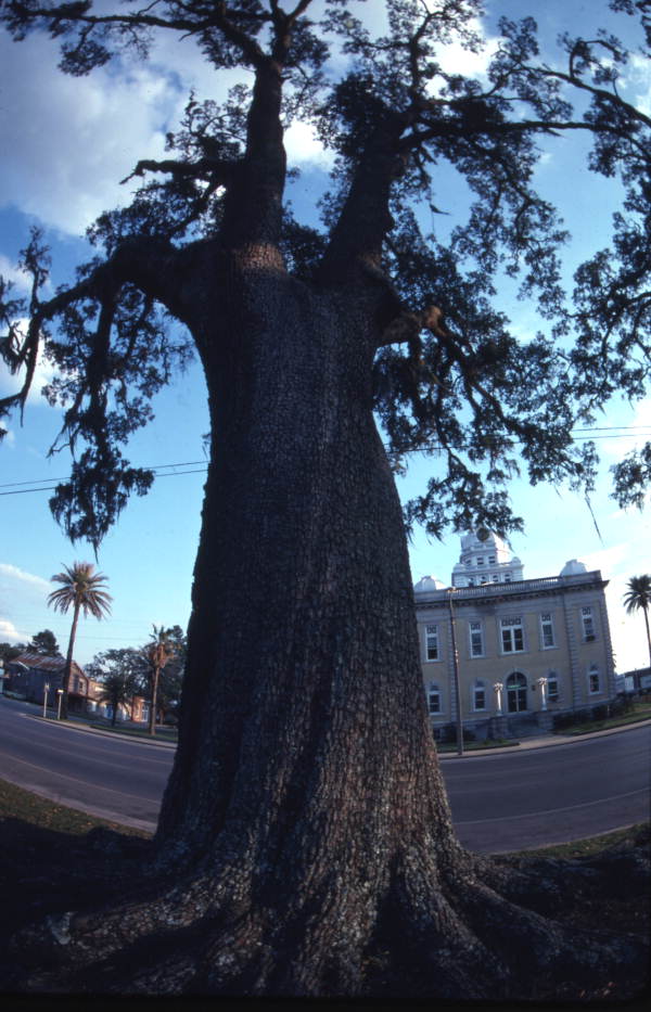 Florida Memory • Close-up view of tree on Base St. across from the ...