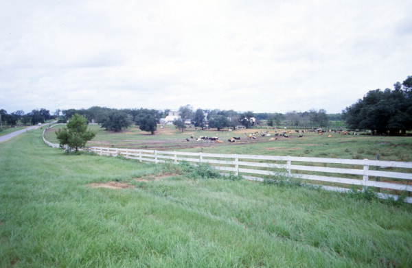 Florida Memory • Cows grazing in pasture at the Bassett Dairy Farm in ...