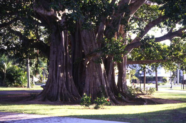 Florida Memory • Close-up view of banyan tree in Gilchrist Park at ...