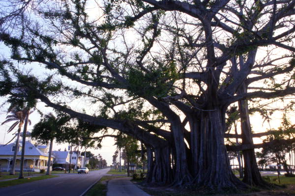 Florida Memory • Banyan tree in Gilchrist Park off W. Retta Esplanade ...