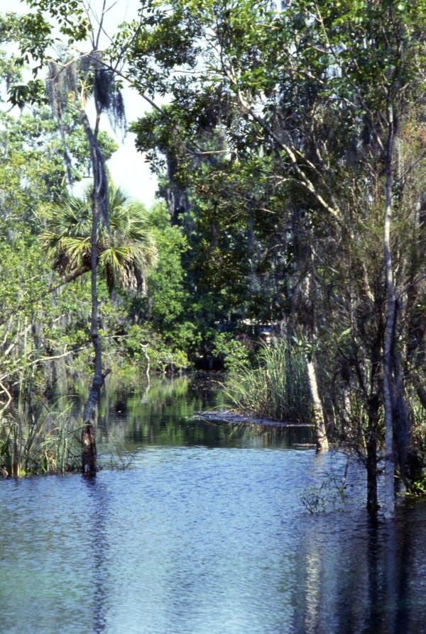Florida Memory • Scenic view of the Three Sisters Springs at Crystal River.