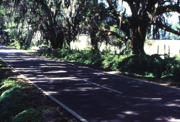 Florida Memory • Canopy road in Tallahassee.