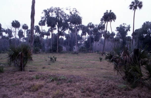 Florida Memory • River Styx swamp near Cross Creek in Alachua County.