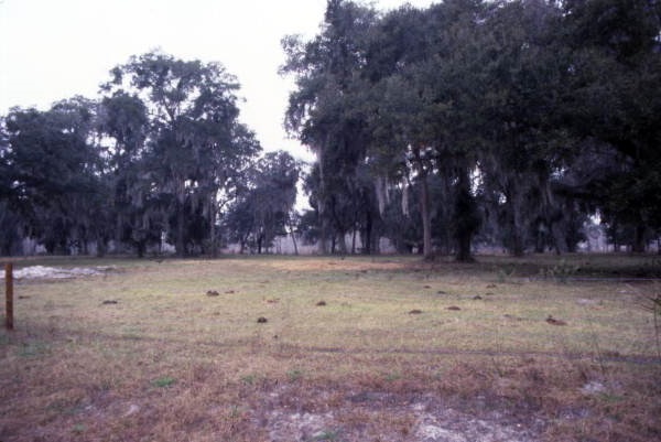 Florida Memory • River Styx swamp near Cross Creek in Alachua County.