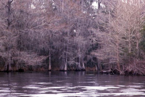 Florida Memory • River Styx swamp near Cross Creek in Alachua County.