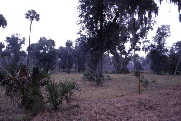 Florida Memory • River Styx swamp near Cross Creek in Alachua County.