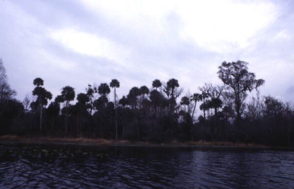 Florida Memory • River Styx swamp near Cross Creek in Alachua County.