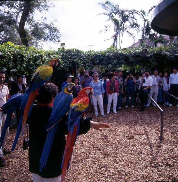 Florida Memory • Visitors viewing macaws at the Parrot Jungle ...