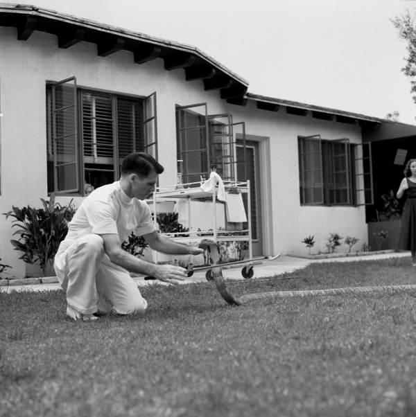 Florida Memory • Director William Haast charming a cobra at the Miami ...