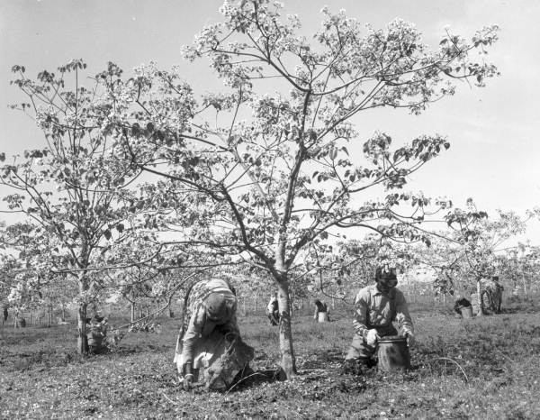 Florida Memory • African American workers gathering nuts in a tung orchard