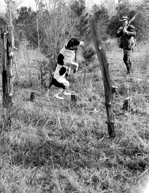 Florida Memory • A Hunter and his dog during the quail hunting ...