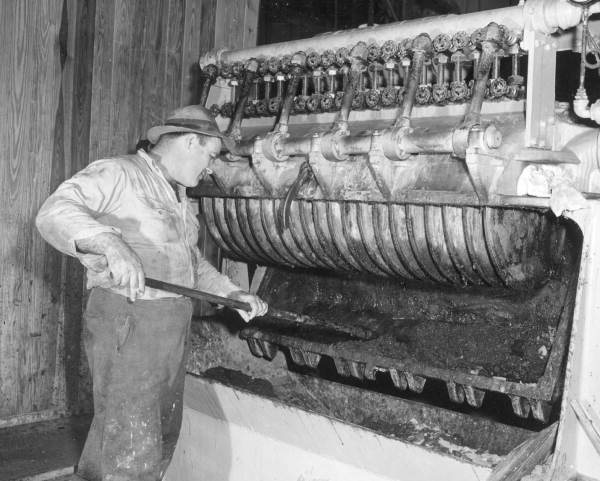 Florida Memory • A worker processing tung nuts in a expressing mill at ...