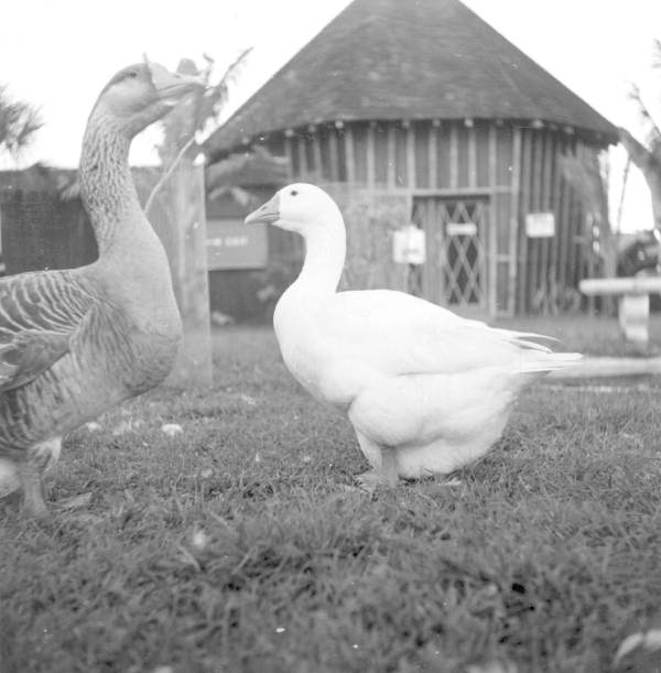 Florida Memory • Geese at the Rare Bird Farm in Kendall