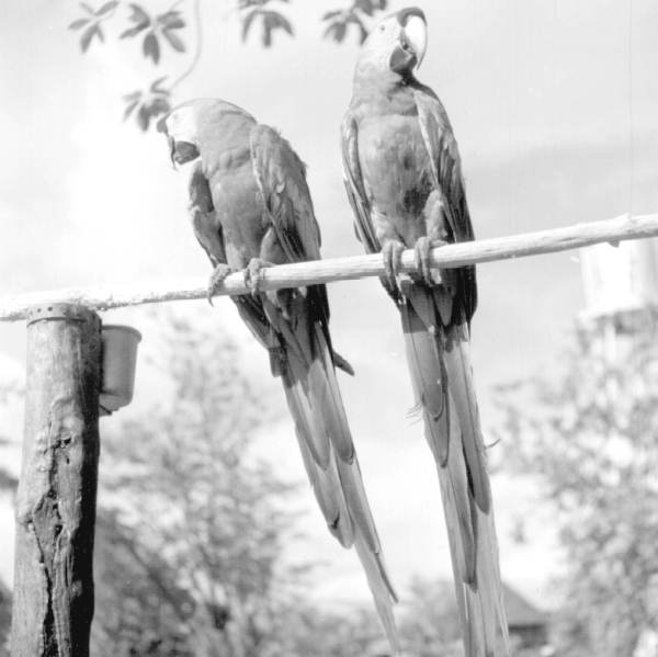 Florida Memory • Parrots at a rare bird farm in Kendall