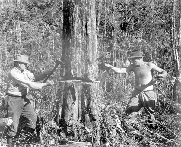 Florida Memory • Two loggers felling a cypress tree - Everglades, Florida