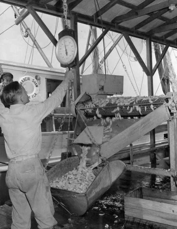 Florida Memory • A shrimper weighing fresh catch of shrimp at a dock ...