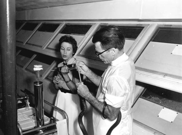 Florida Memory • Miami Serpentarium employees force feed a cobra.