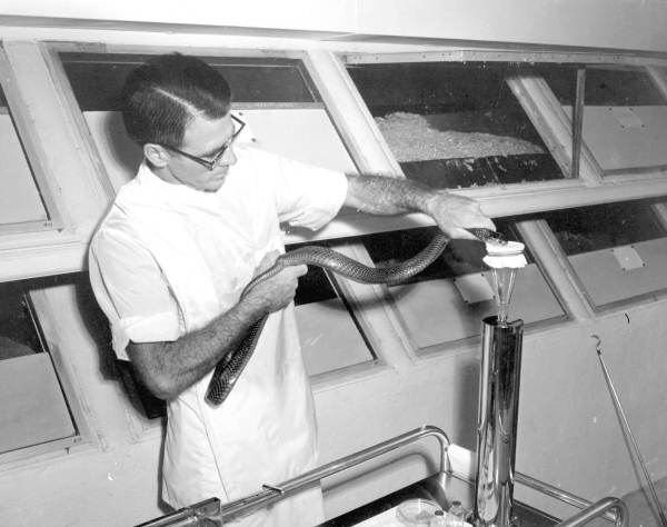 Florida Memory • Gathering snake venom at the Miami Serpentarium.