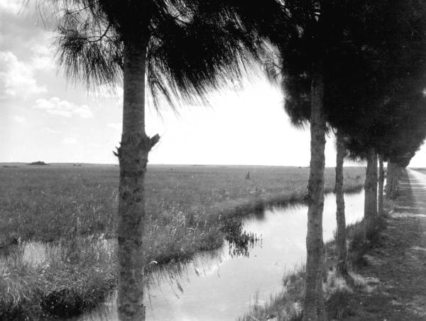 Florida Memory • View from highway 27 - Everglades, Florida