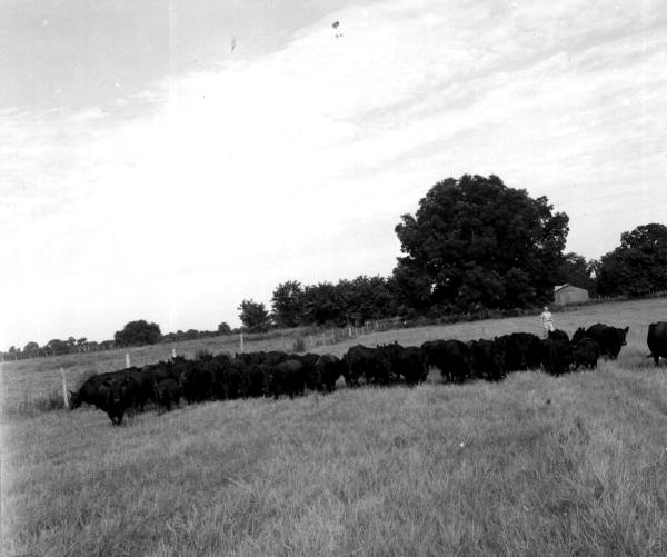 Florida Memory • Grazing angus cattle - Greenwood, Florida