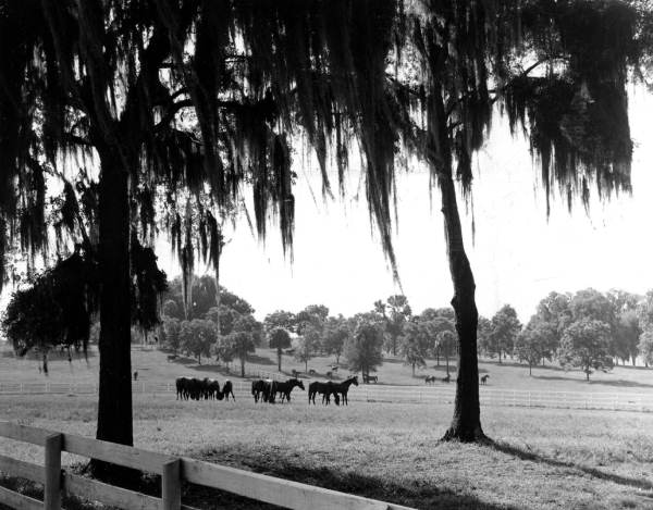 Florida Memory • Horses in the pasture at Ocala Stud Farm - Ocala, Florida