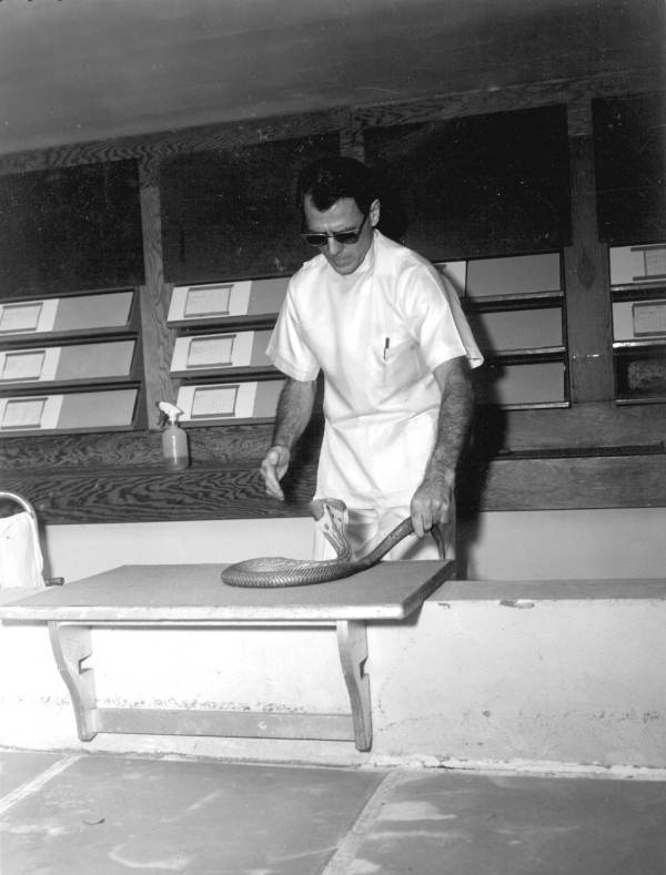 Florida Memory • Bill Haast handling a cobra at the Miami Serpentarium.