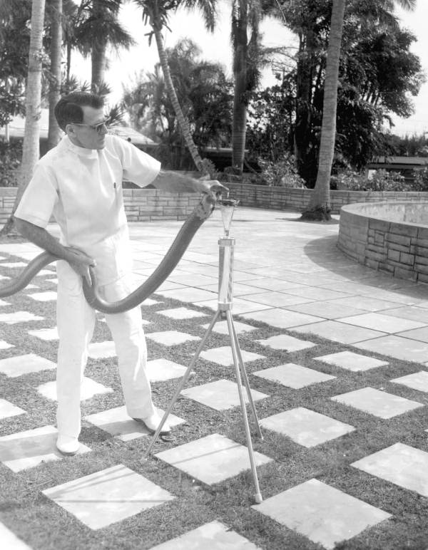 Florida Memory • Gathering snake venom at the Miami Serpentarium.