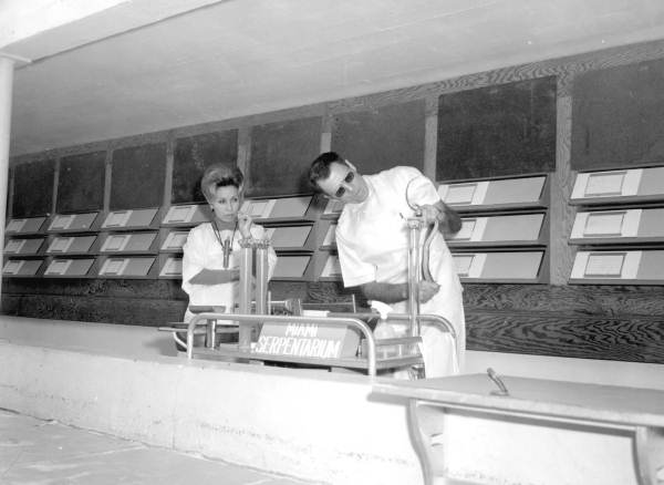 Florida Memory • Bill and Clarita Haast gathering snake venom at the ...