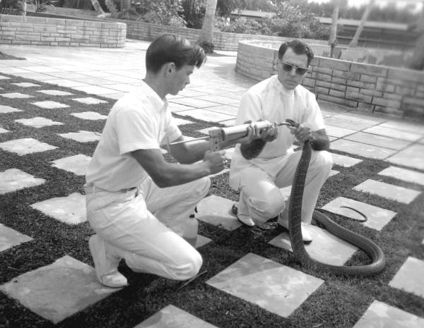 Florida Memory • Two employees of the Miami Serpentarium force feed a ...