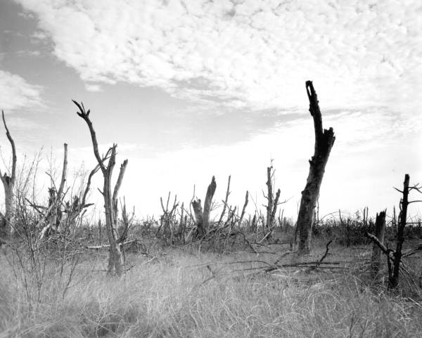 Old Dead Trees