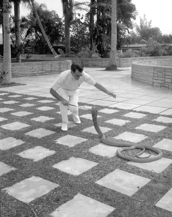 Florida Memory • Bill Haast charming a cobra at the Miami Serpentarium.